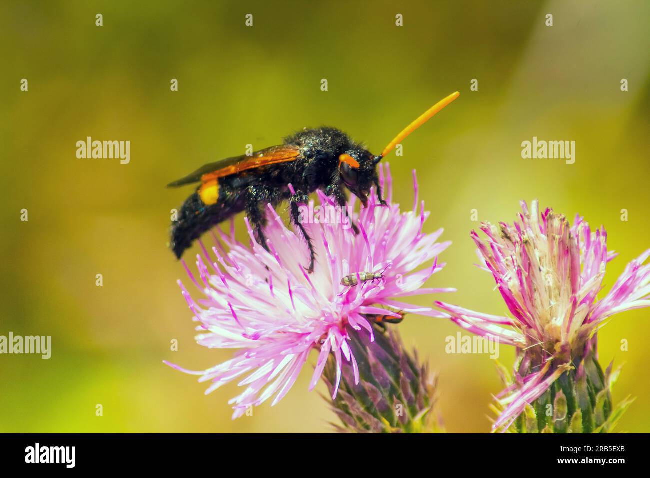 Scolia hirta: Insects Macro Photography Stock Photo - Alamy
