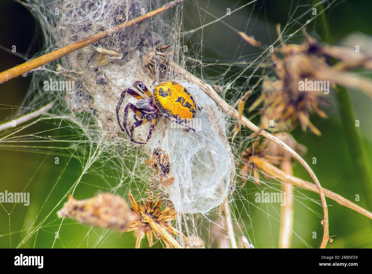 Marbled orb weaver hi-res stock photography and images - Alamy