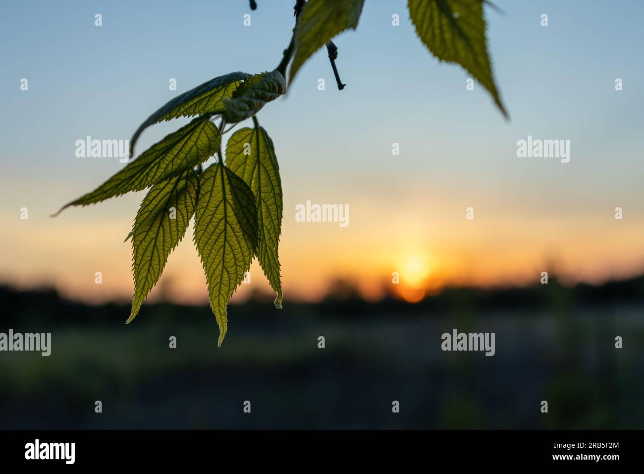 Sunset landscape - grass field - leaf in foreground. Taken in Toronto ...