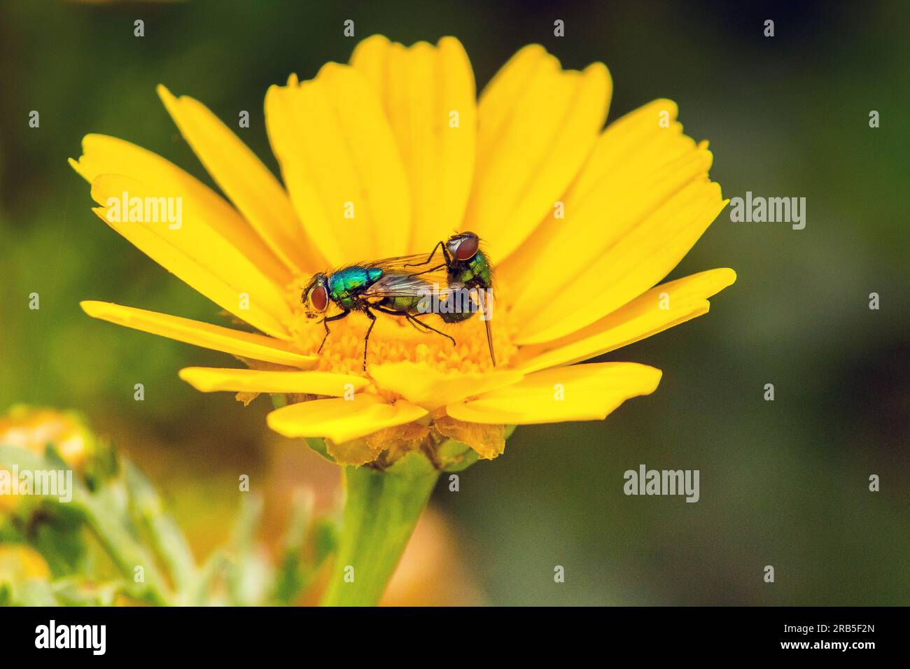 Two delicate insects hi-res stock photography and images - Alamy