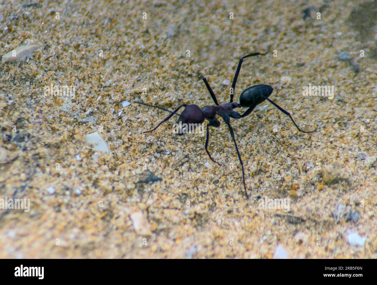 Meat ant hi-res stock photography and images - Alamy