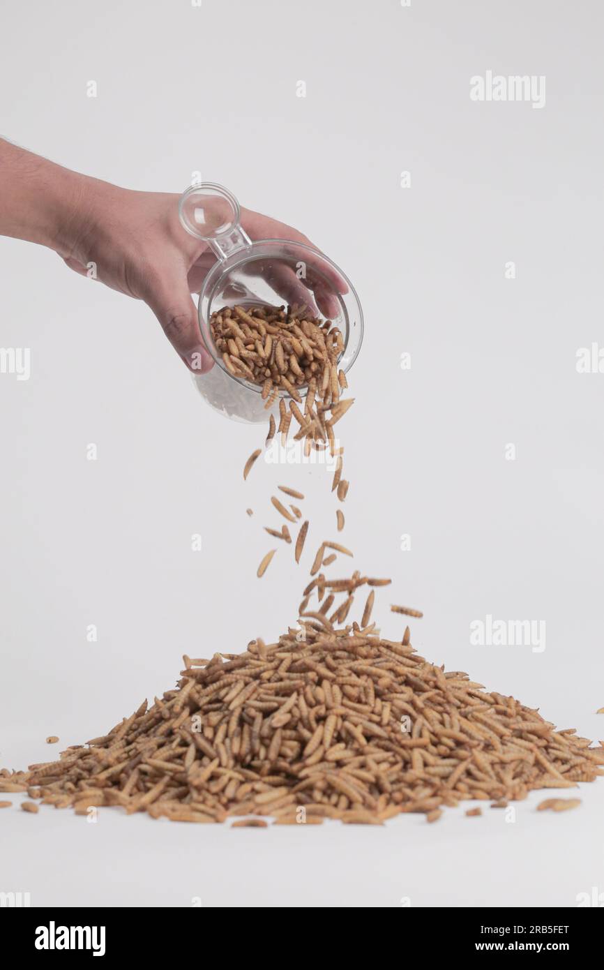 Maggot Black Soldier Fly (BSF) for farm, feed and fisher Stock Photo ...