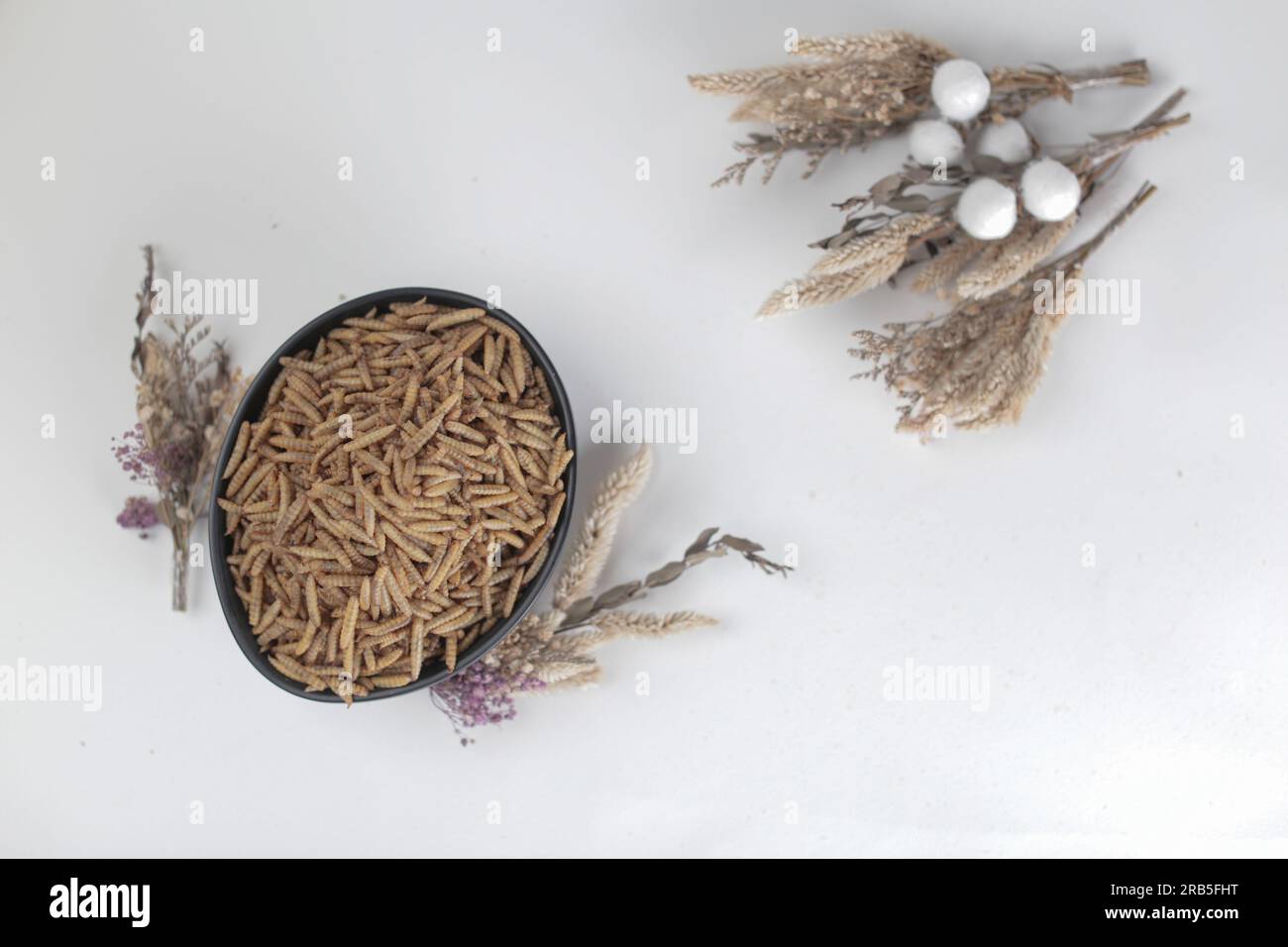 Maggot Black Soldier Fly (BSF) for farm, feed and fisher Stock Photo ...