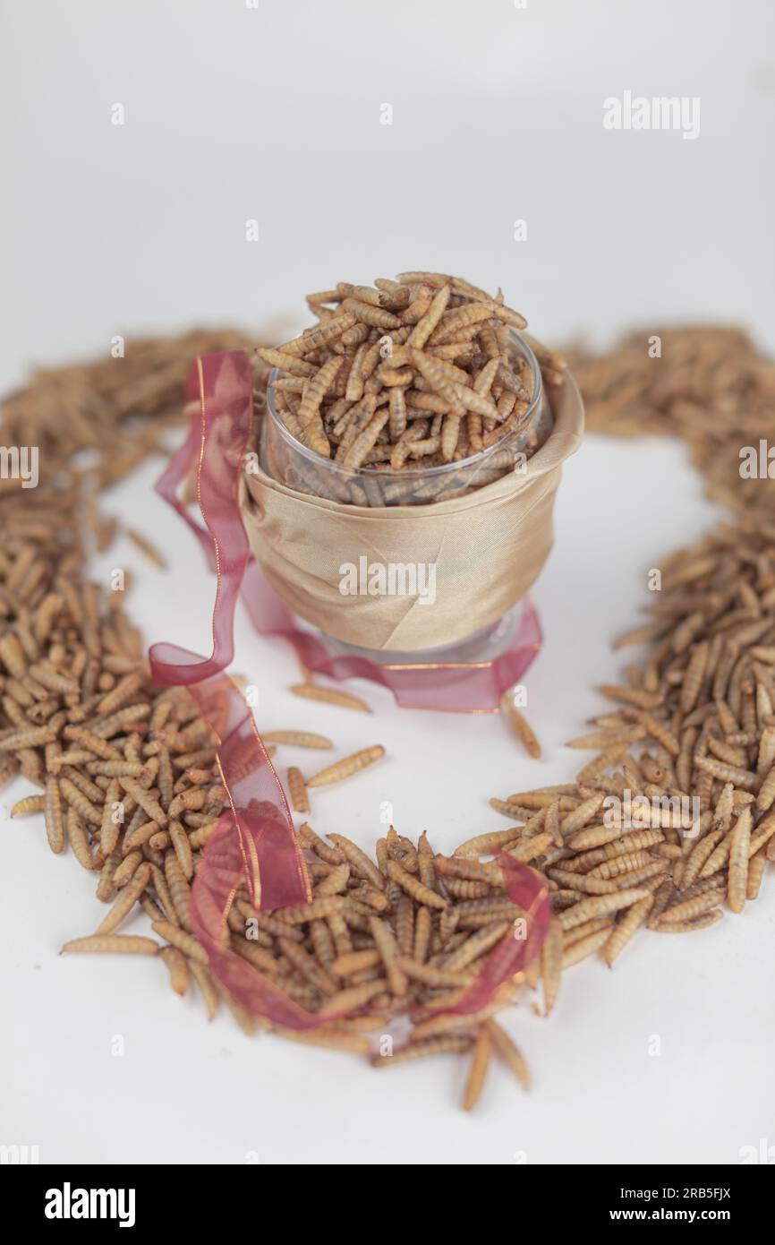 Maggot Black Soldier Fly (BSF) for farm, feed and fisher Stock Photo ...