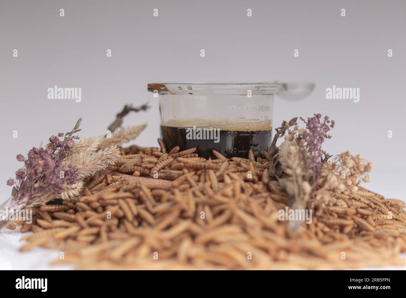 Black soldier fly farm hi-res stock photography and images - Alamy