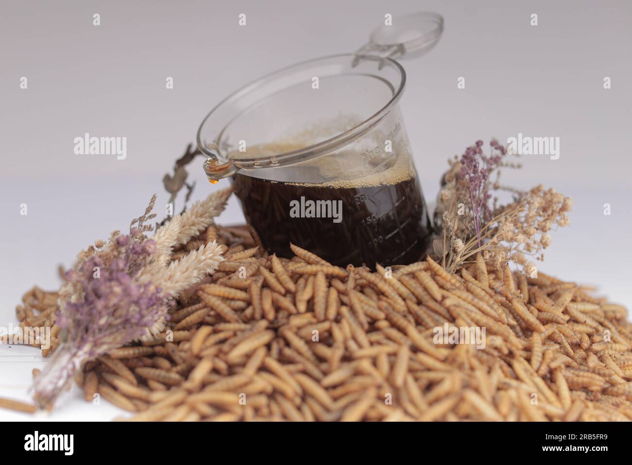 Maggot Black Soldier Fly (BSF) for farm, feed and fisher Stock Photo ...