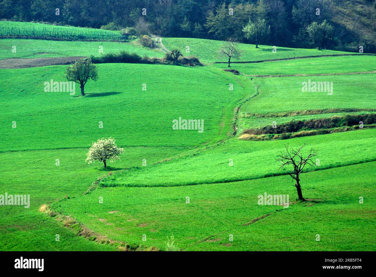 Pavese hi-res stock photography and images - Alamy