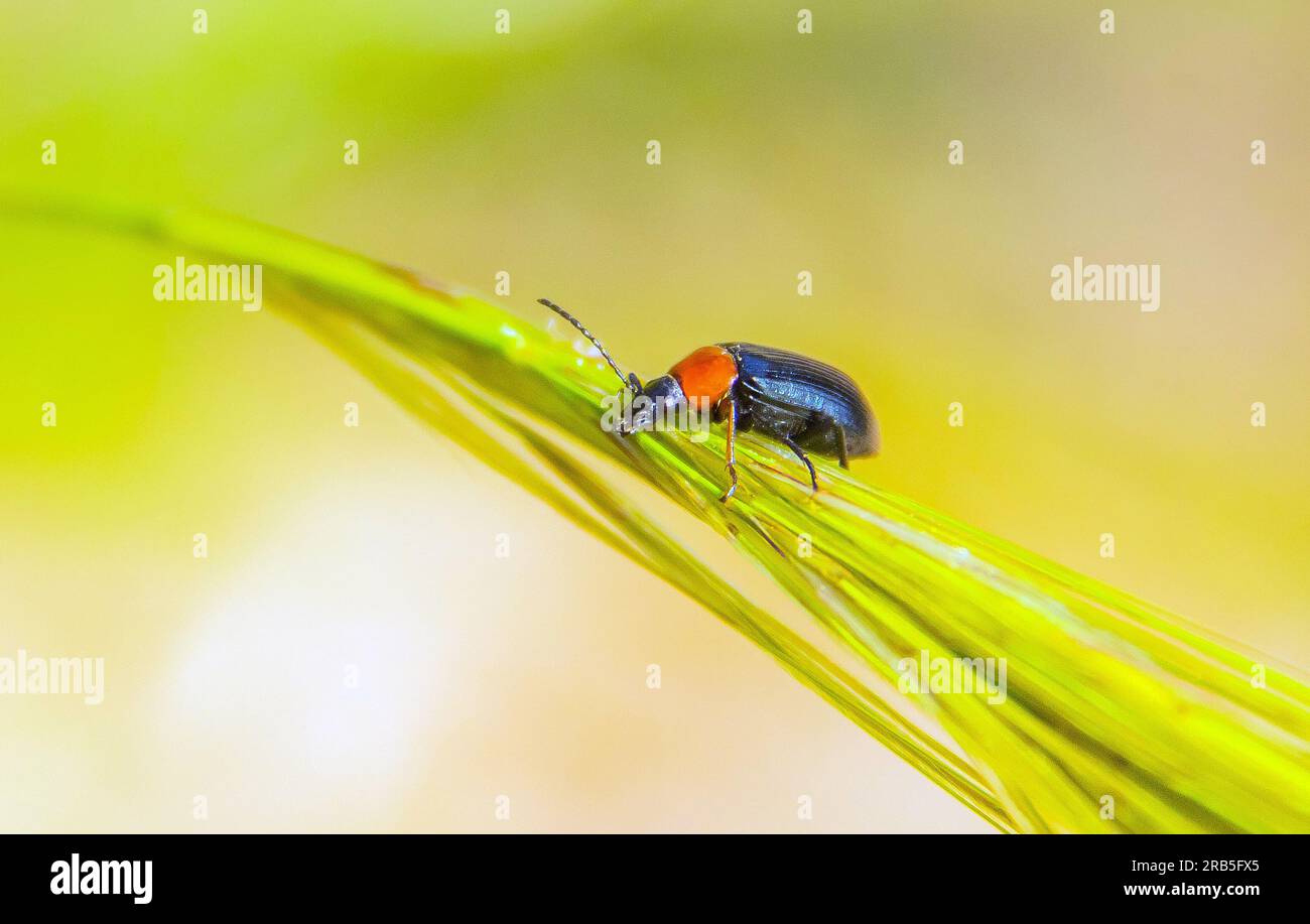 Beauty of beetle anatomy hi-res stock photography and images - Alamy