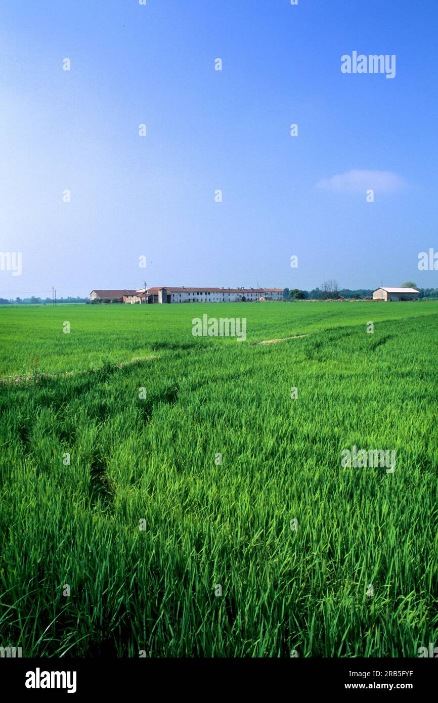 Rice paddy italy hi-res stock photography and images - Alamy