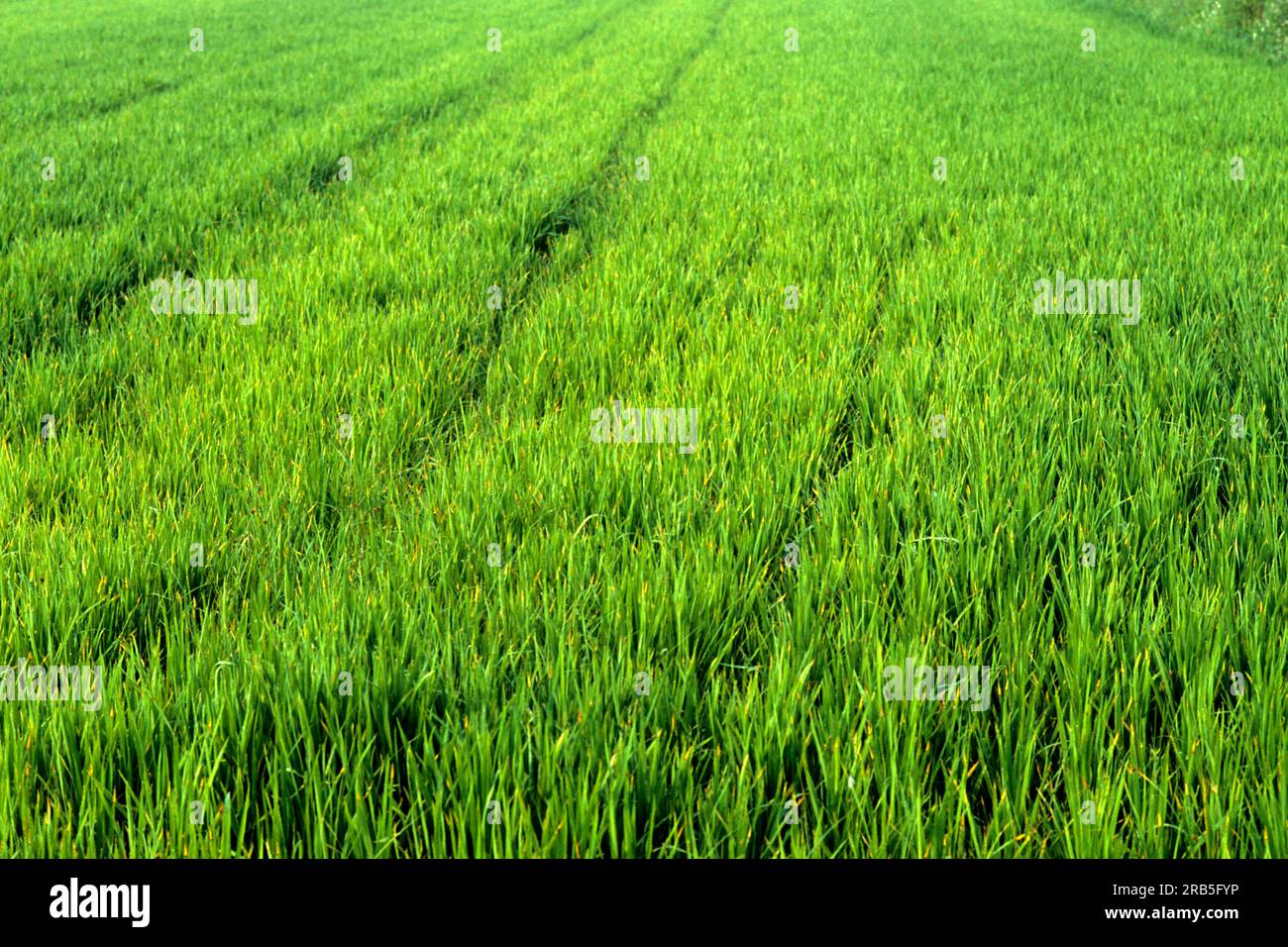 Rice paddy italy hi-res stock photography and images - Alamy