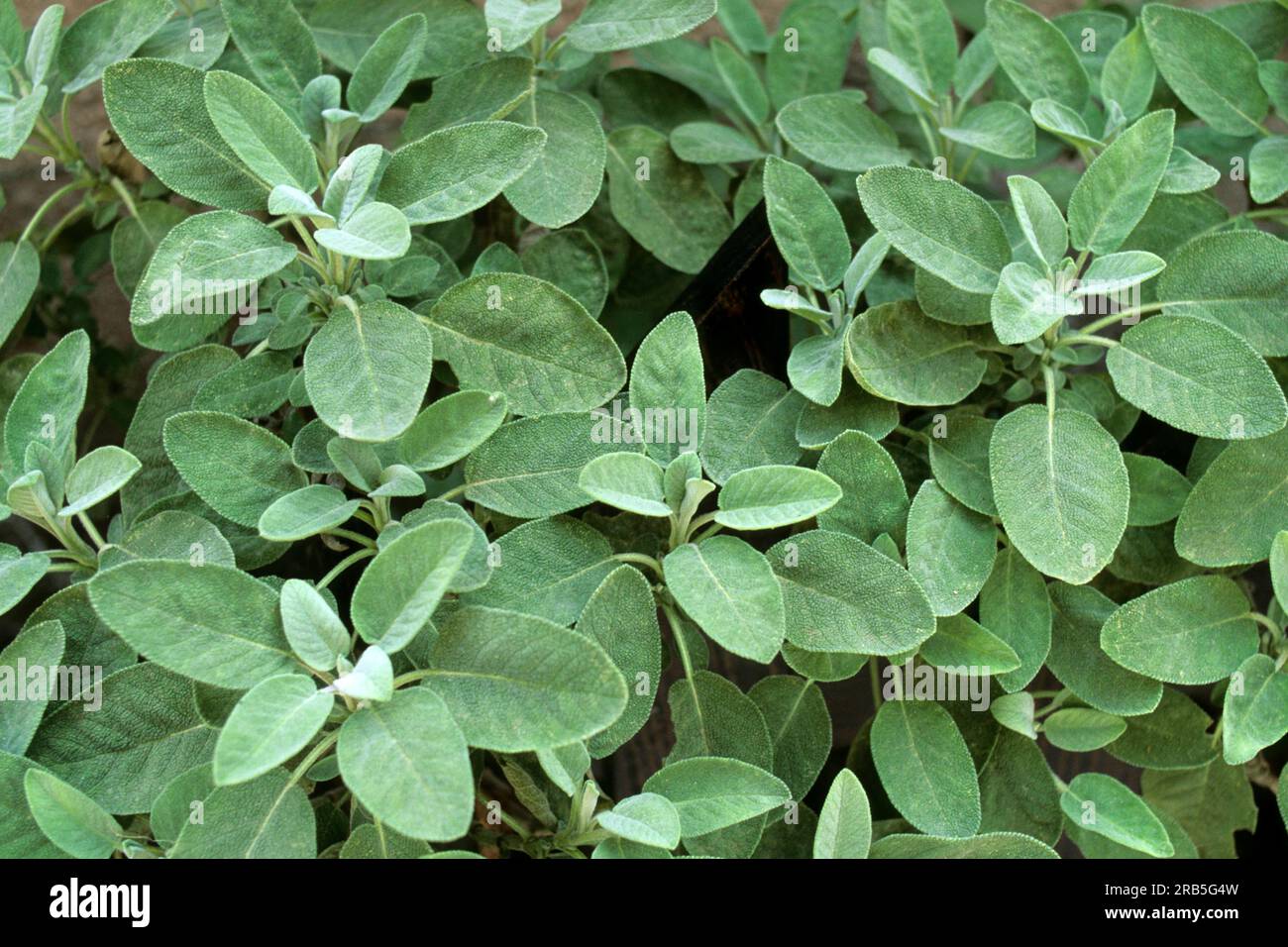 Horizontal plant plants hi-res stock photography and images - Alamy