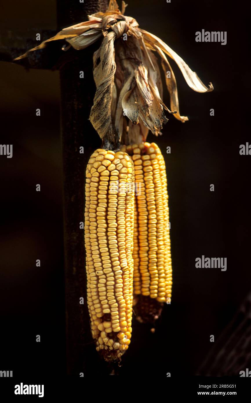 Maize cobs hi-res stock photography and images - Alamy