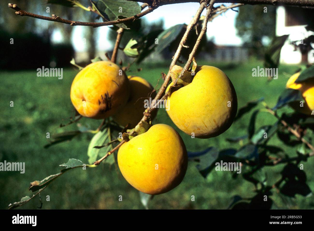Persimmon branches hi-res stock photography and images - Alamy