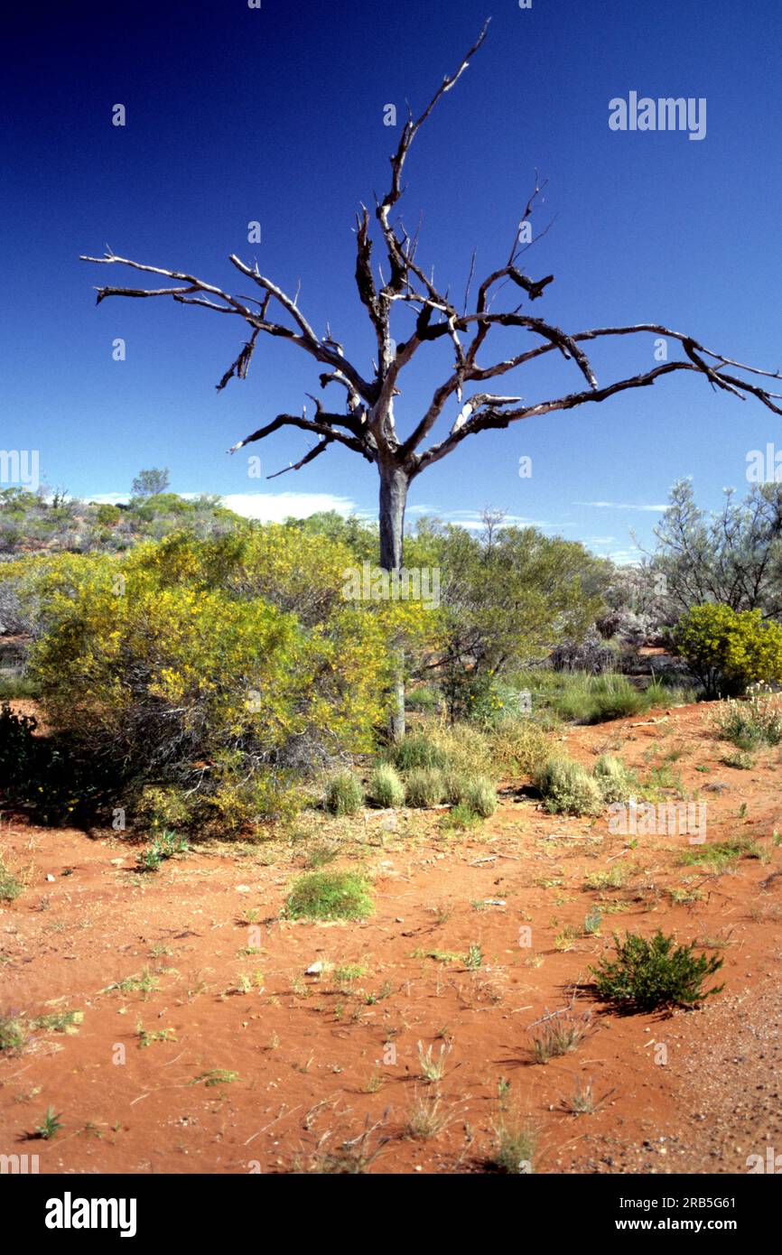 Tree desert australia hi-res stock photography and images - Alamy