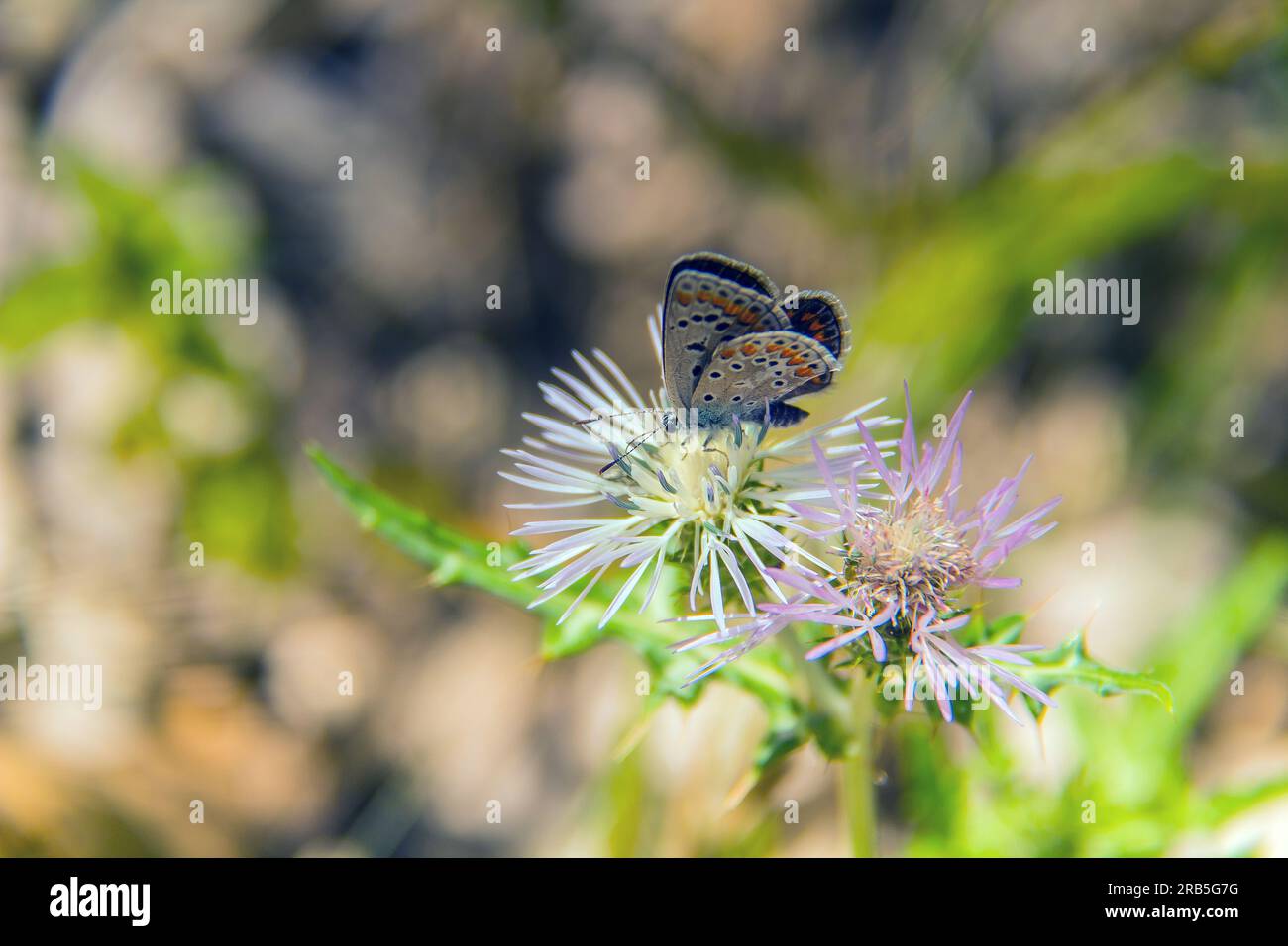 Common Blue Insects Macro Photography Stock Photo - Alamy