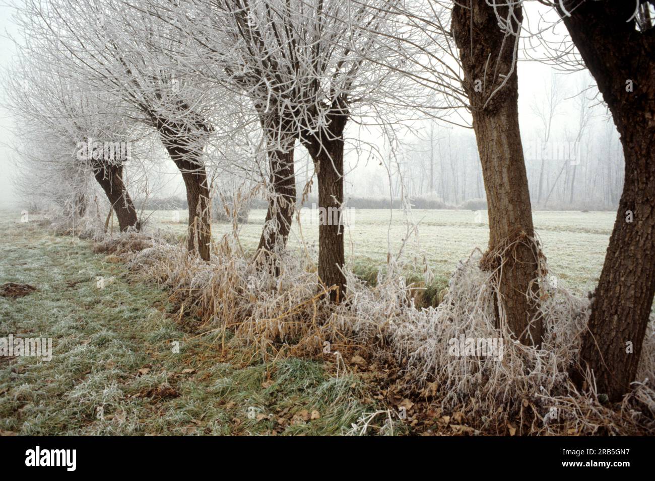 Trees frost hi-res stock photography and images - Alamy