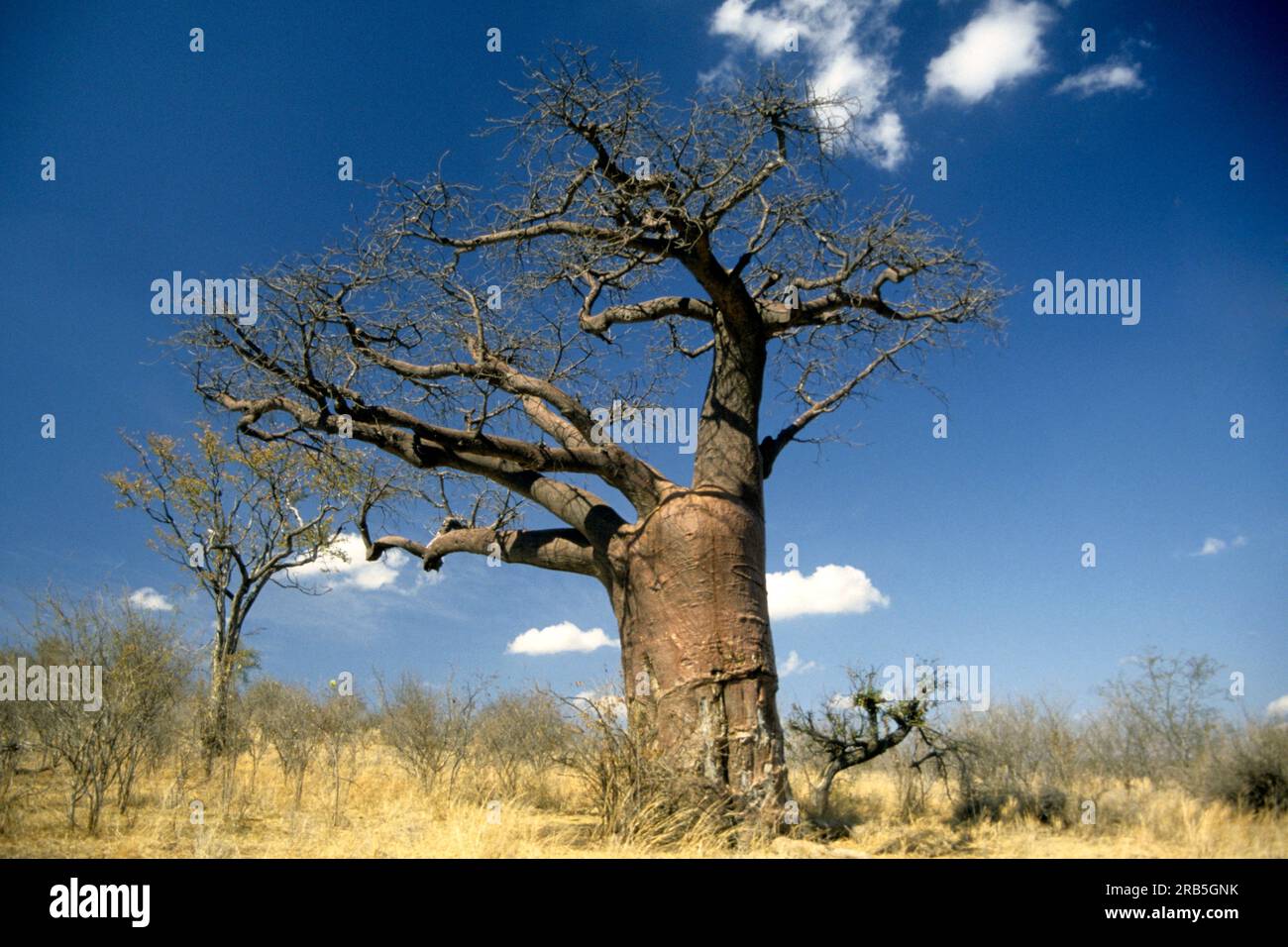 Baobab. Chobe. Botswana. Africa Stock Photo - Alamy
