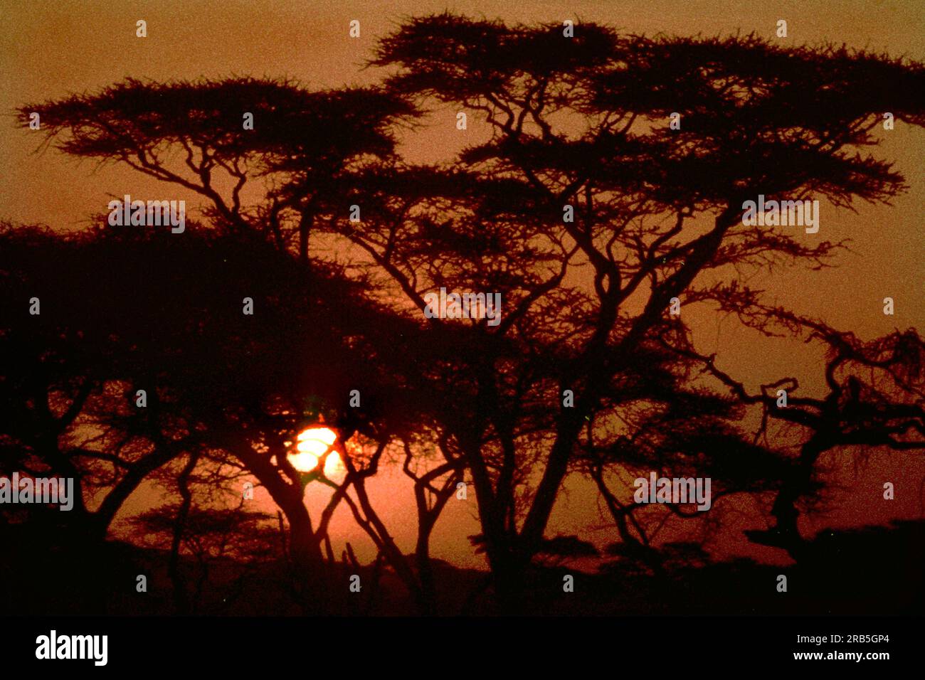 Botswana trees hi-res stock photography and images - Alamy