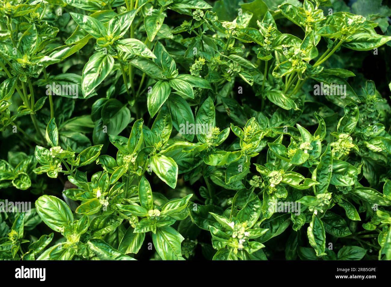 Basil with vegetables hi-res stock photography and images - Alamy