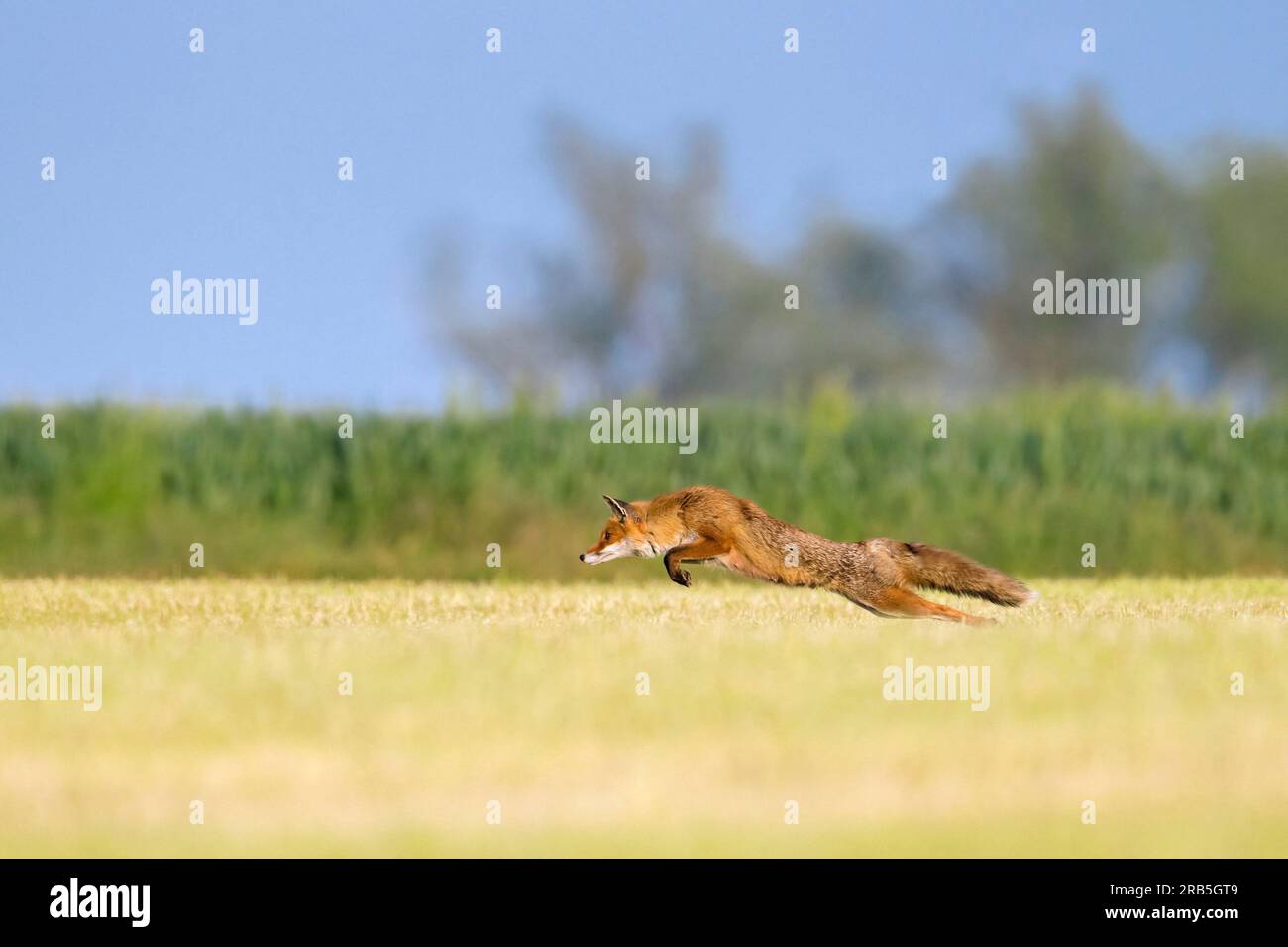 Leaping fox hi-res stock photography and images - Alamy