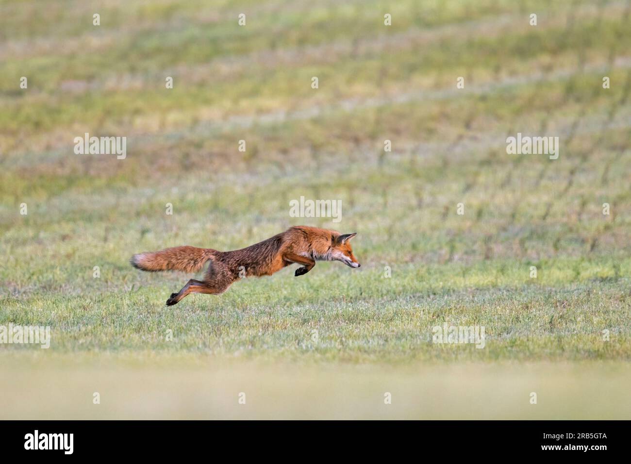 Leaping fox hi-res stock photography and images - Alamy