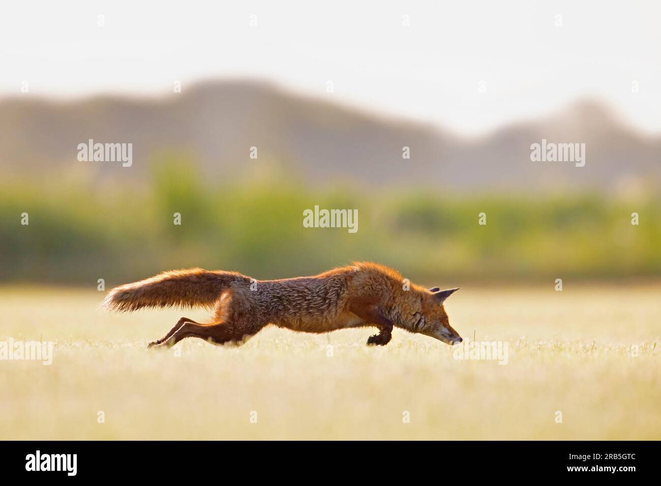 Meadow jumping mouse hi-res stock photography and images - Alamy