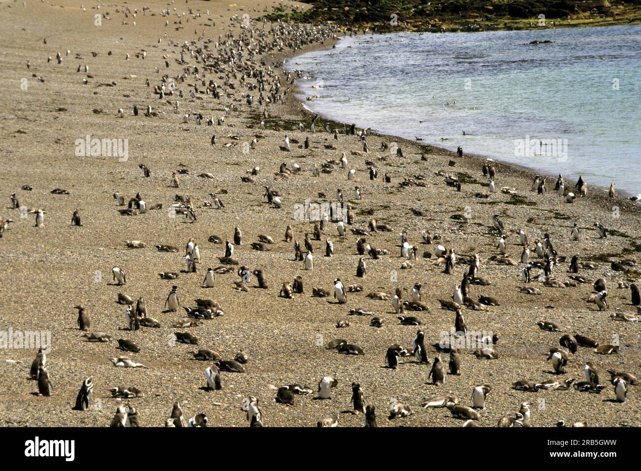Zoology animals birds penguins hi-res stock photography and images - Alamy