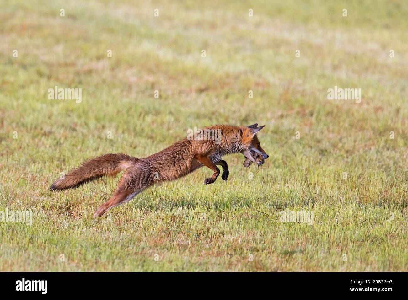 Leaping fox hi-res stock photography and images - Alamy