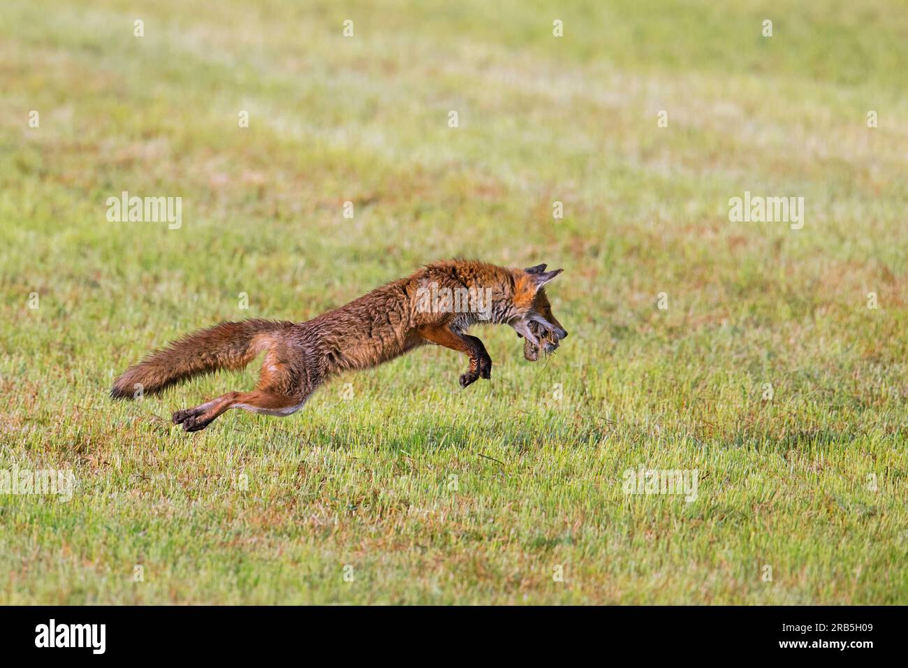 Meadow jumping mouse hi-res stock photography and images - Alamy