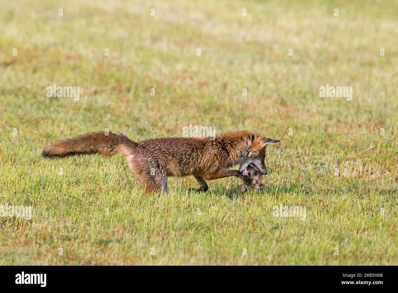 Red fox (Vulpes vulpes) hunting with mouthful of mice / voles in ...
