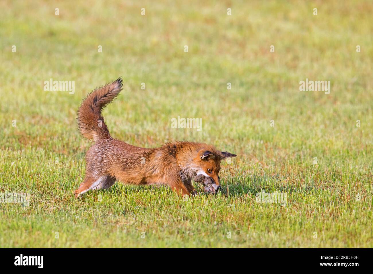 Red fox (Vulpes vulpes) hunting with mouthful of mice / voles in ...