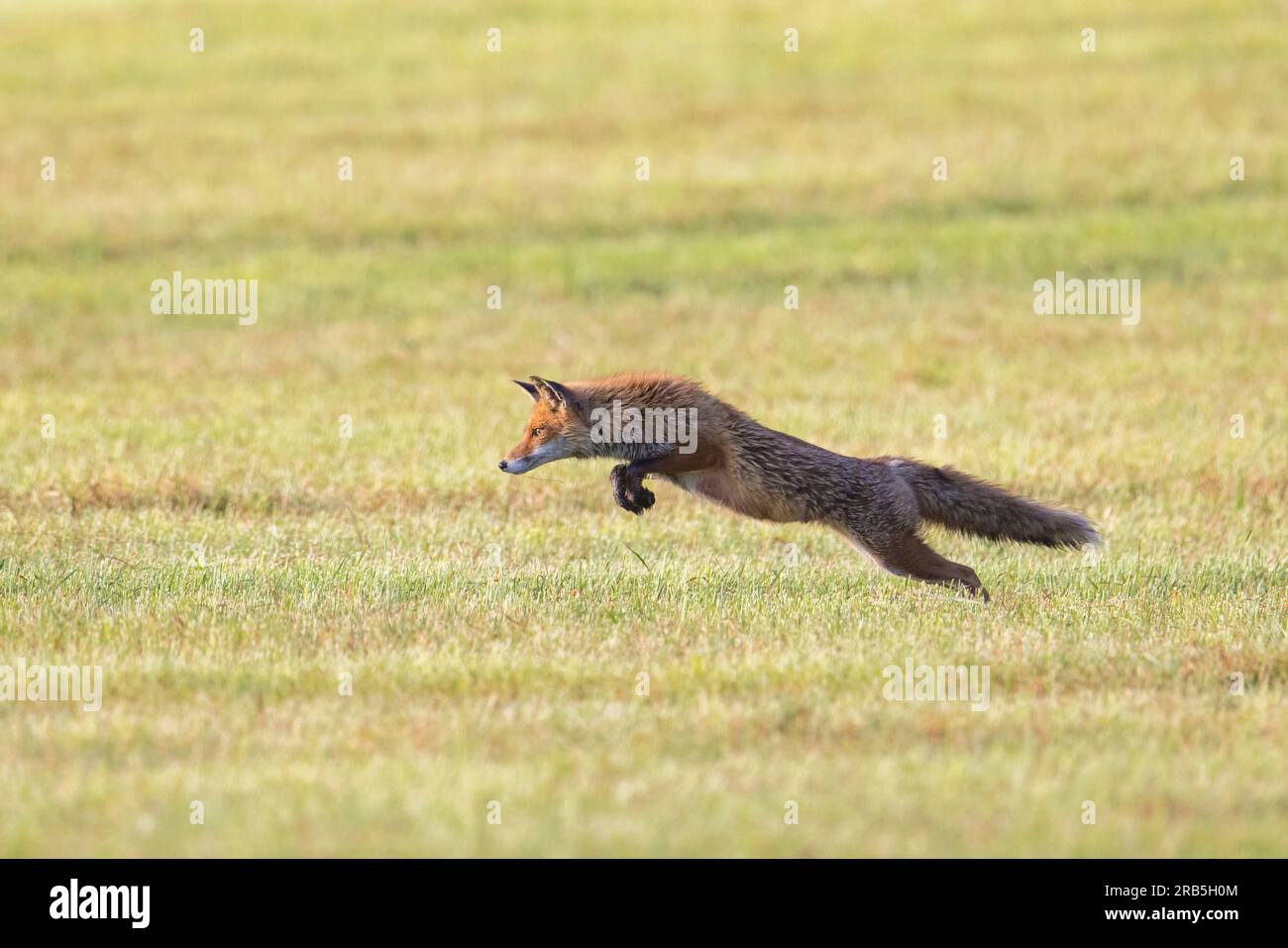 Leaping fox hi-res stock photography and images - Alamy