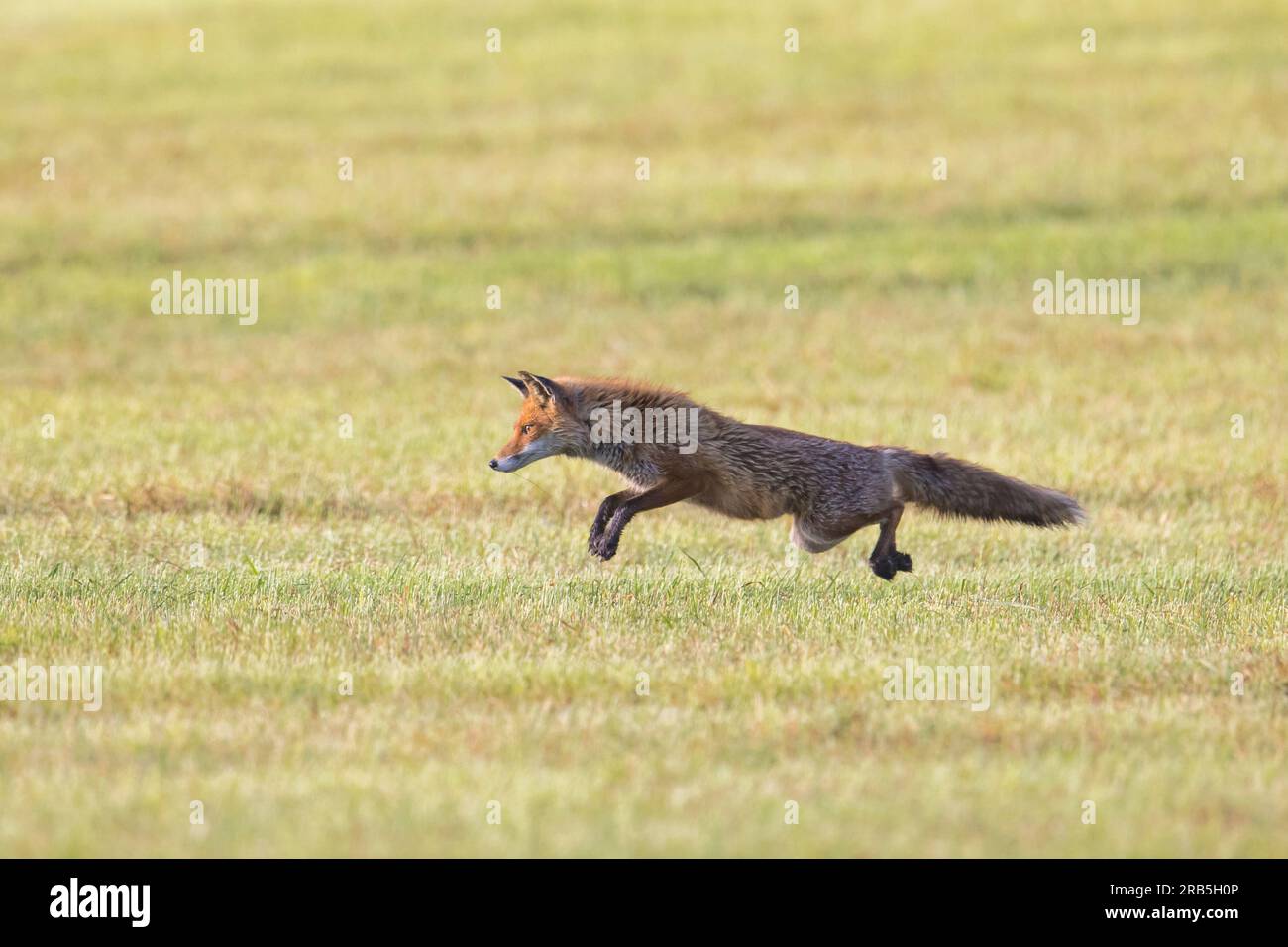 Meadow jumping mouse hi-res stock photography and images - Alamy