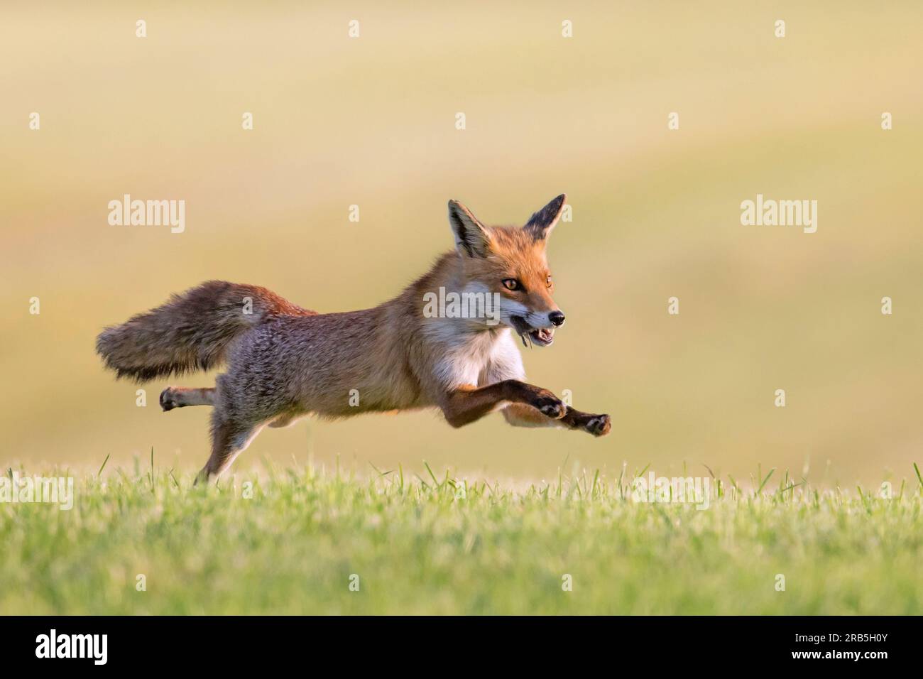 Red fox (Vulpes vulpes) running with caught mouse prey in mouth through ...