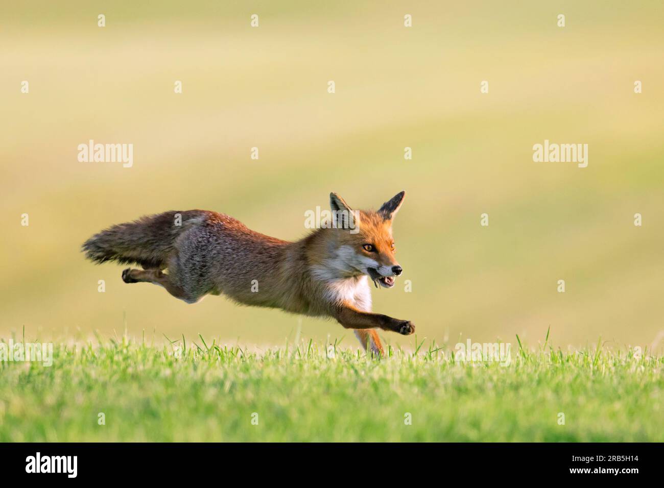 Running foxes hi-res stock photography and images - Alamy