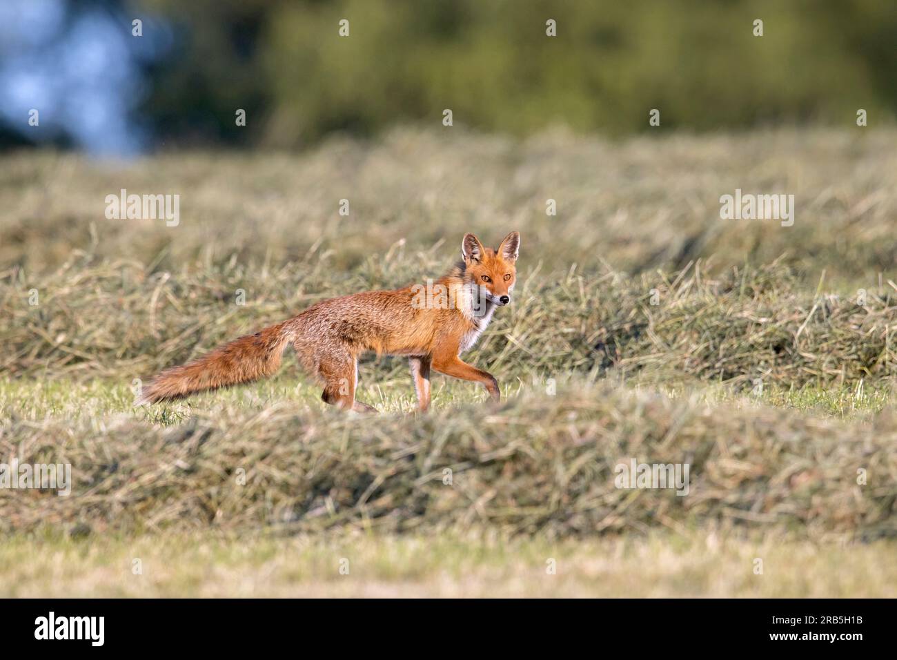 Solitary red fox (Vulpes vulpes) foraging / hunting mice and voles in freshly mowed meadow / cut ...