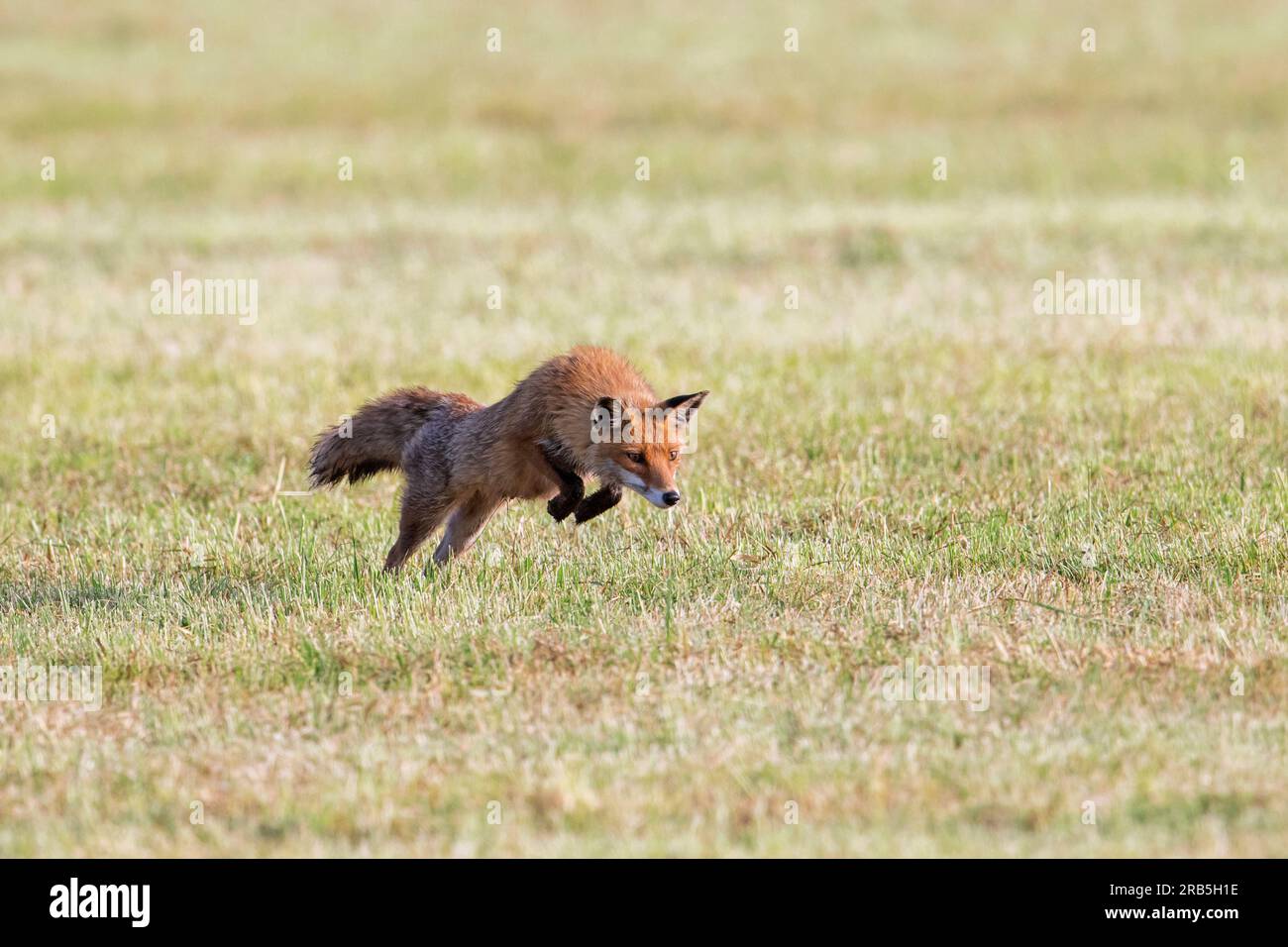 Meadow jumping mouse hi-res stock photography and images - Alamy