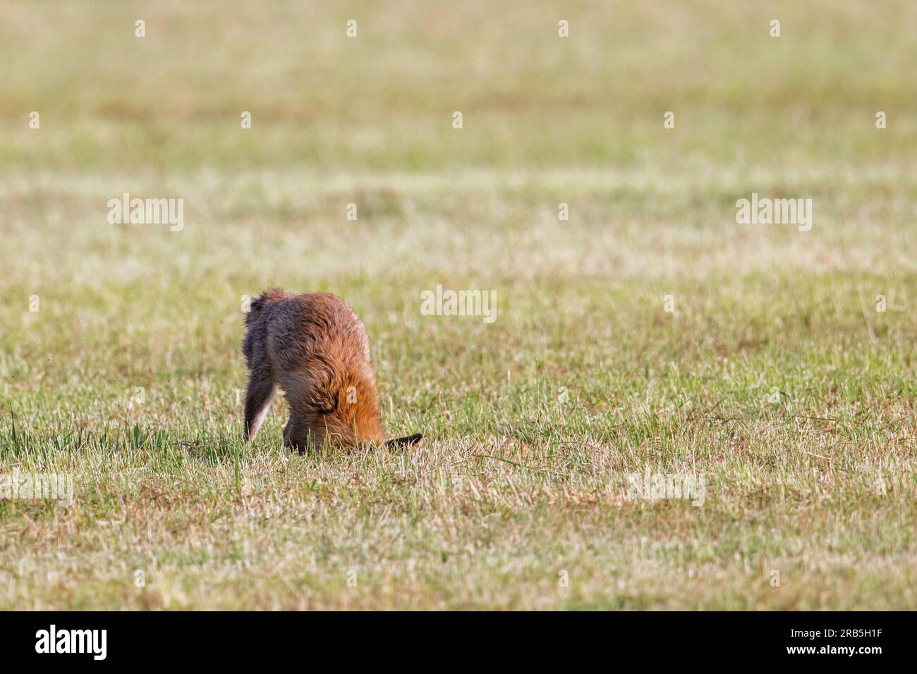 Hunting Red Fox Vulpes Vulpes Pouncing On Mouse Vole Prey In