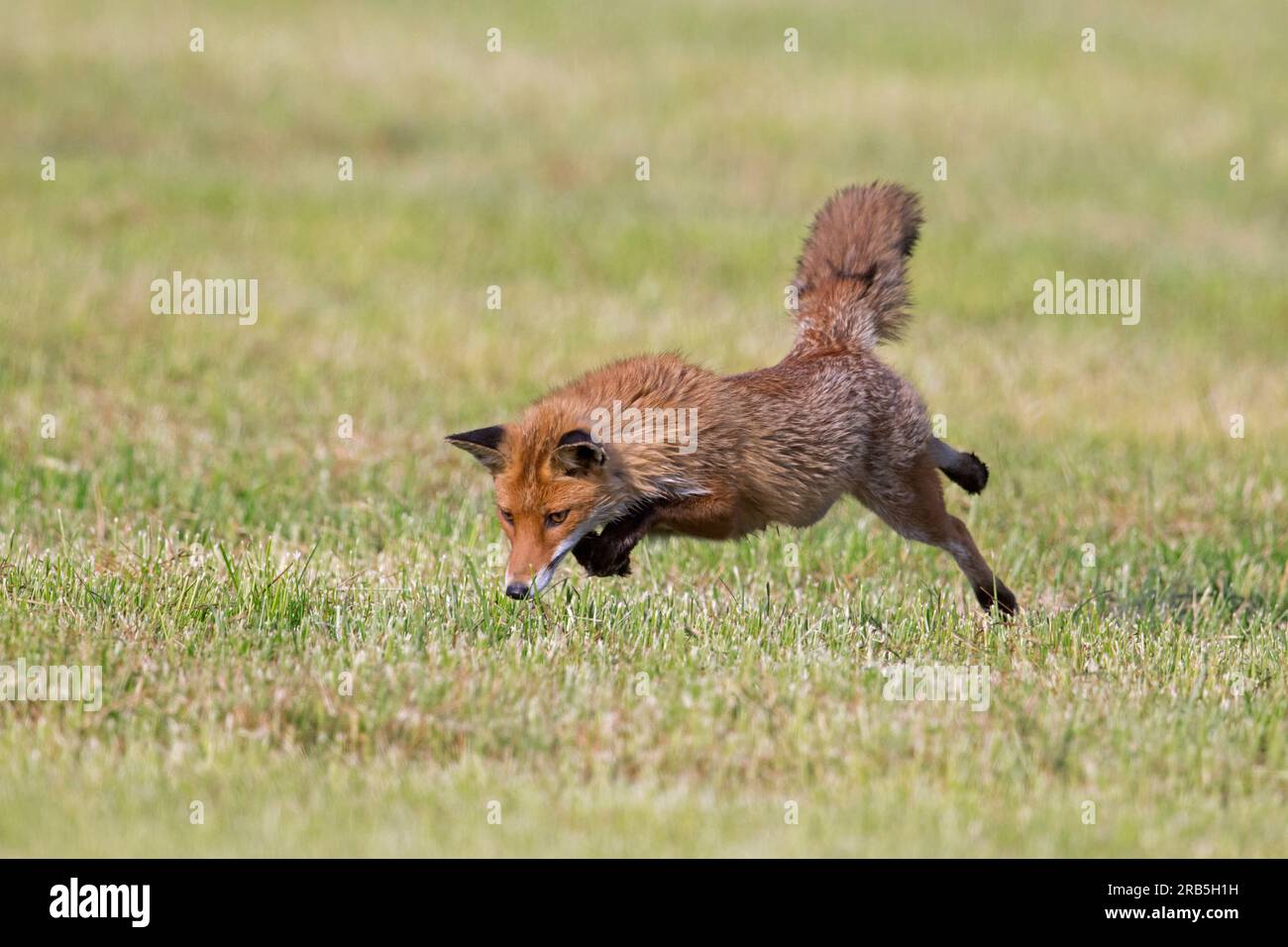 Leaping fox hi-res stock photography and images - Alamy