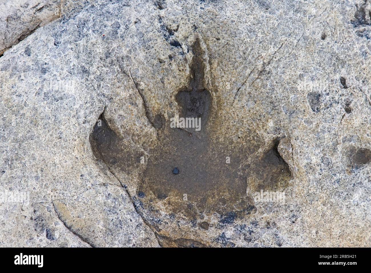 Ornithopod footprint in sandstone at the Lower Cretaceous dinosaur ...