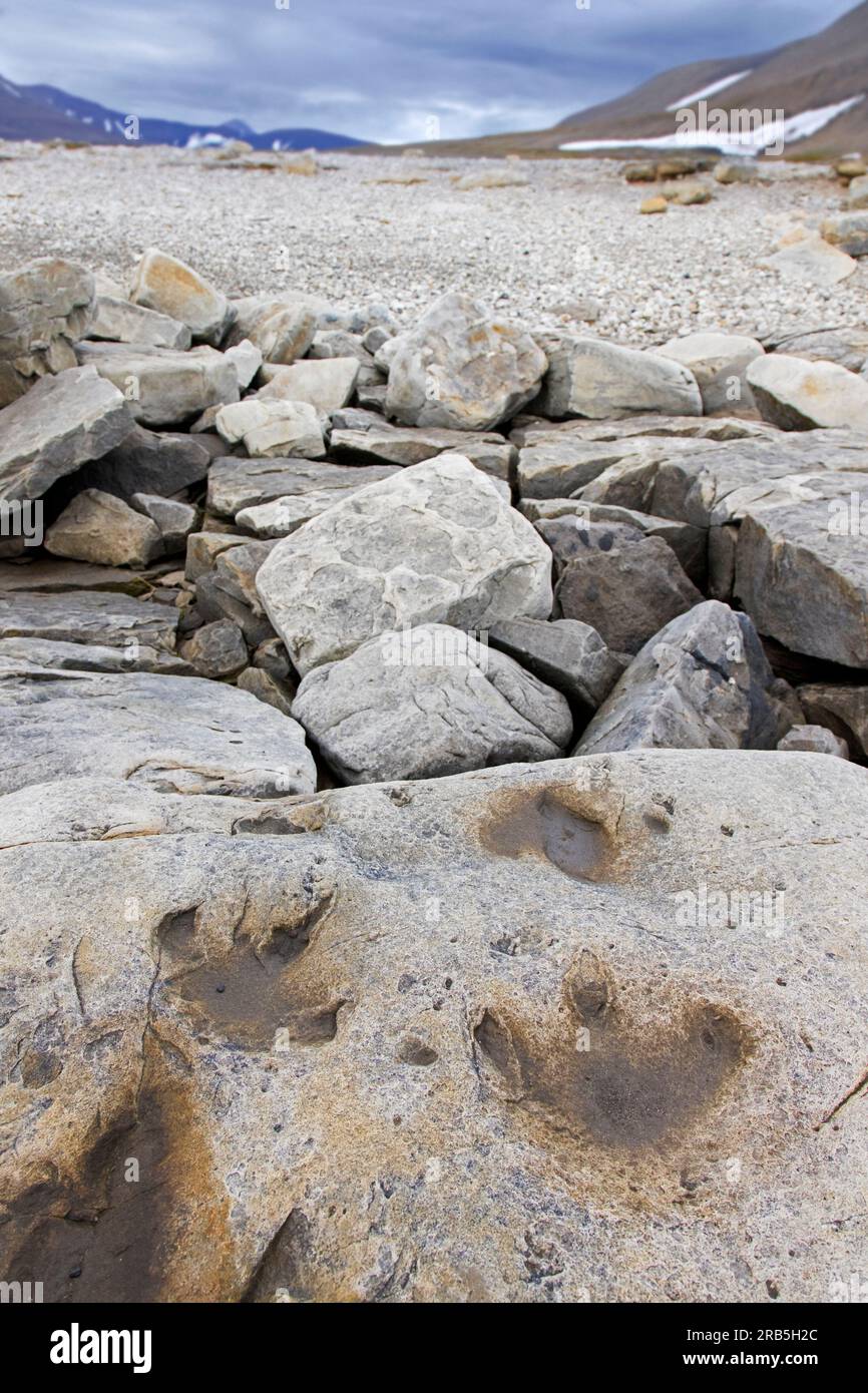 Ornithopod footprints in sandstone at the Lower Cretaceous dinosaur ...