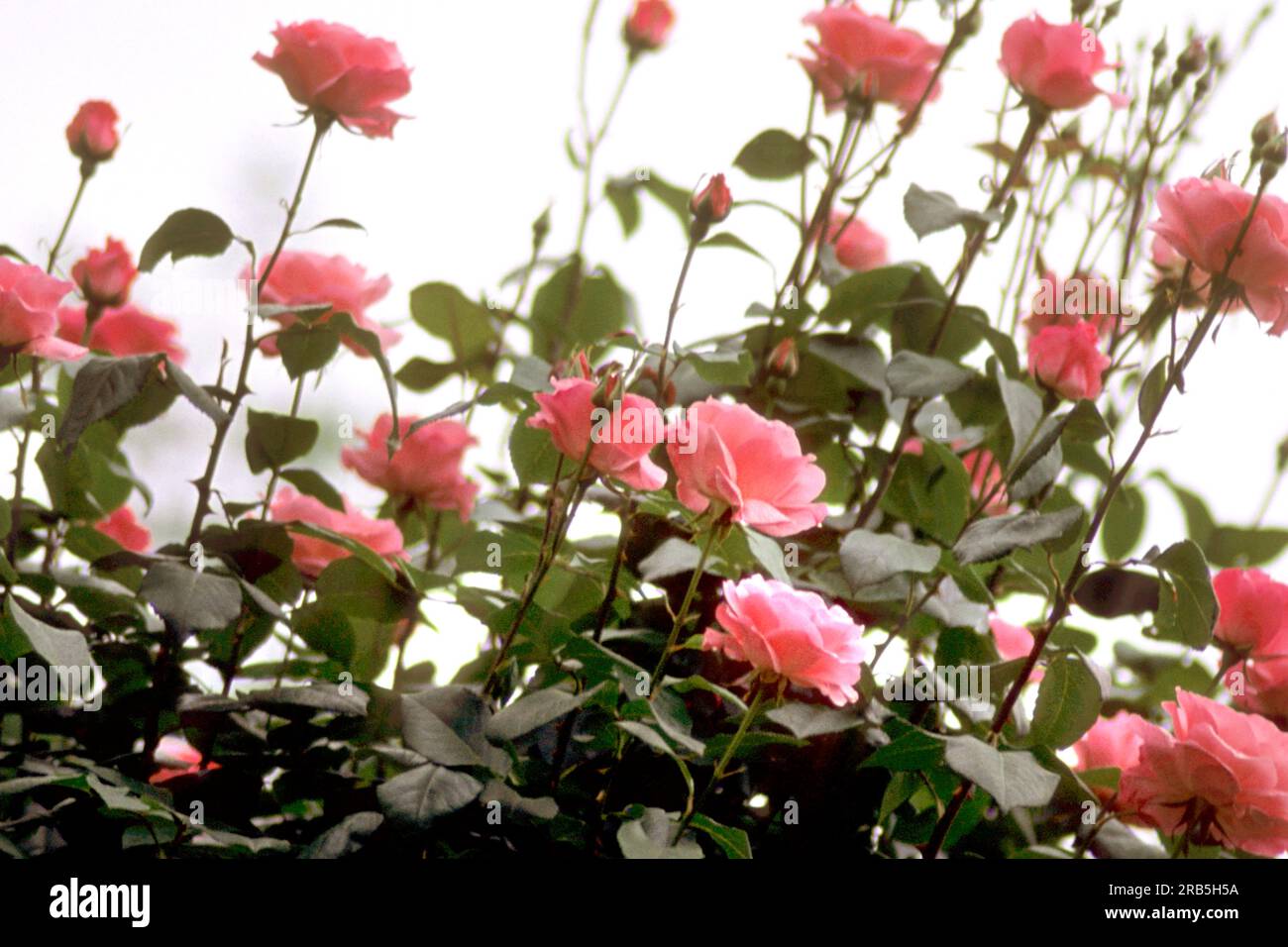 Roses horizontal hi-res stock photography and images - Alamy