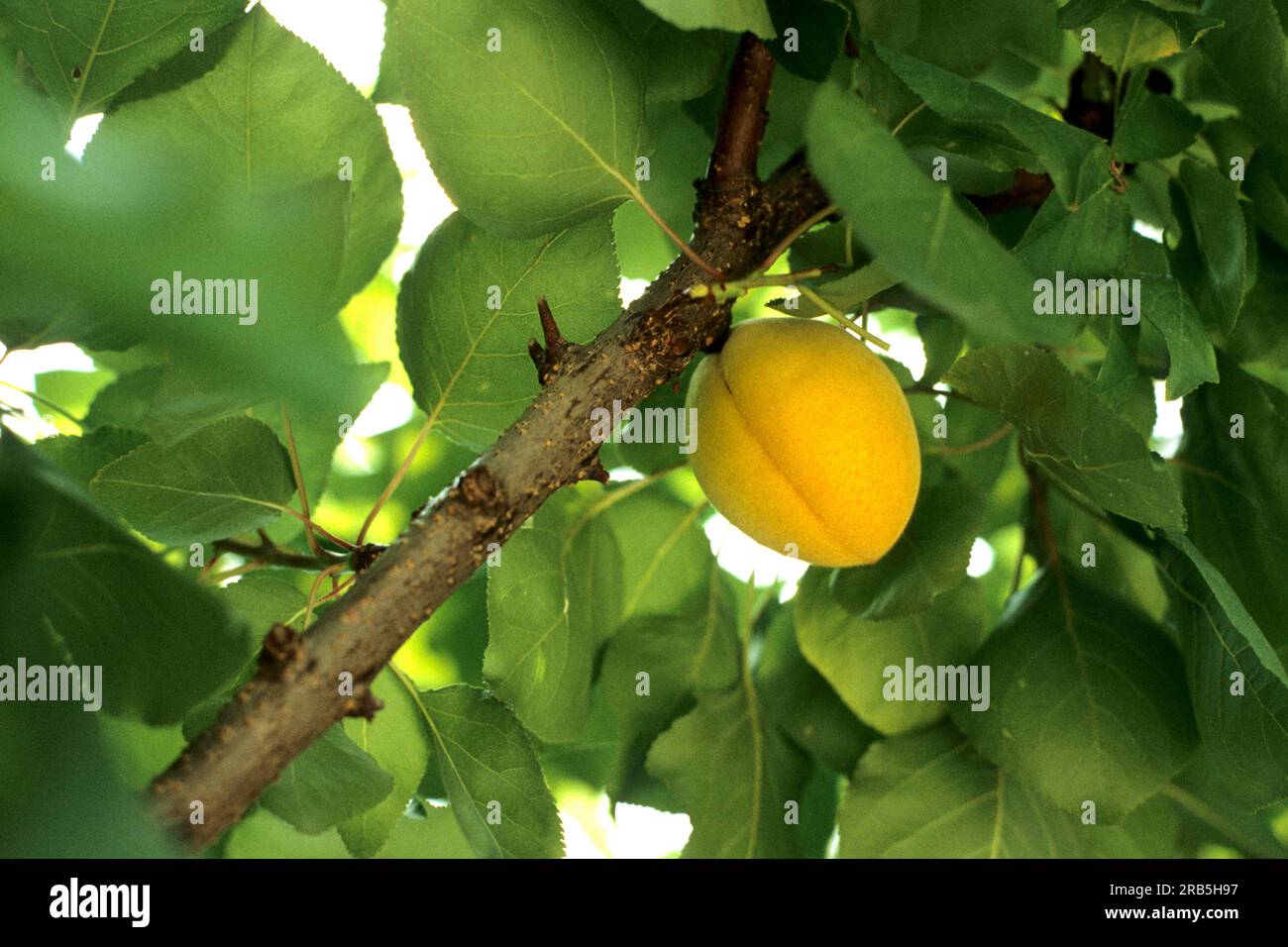 Apricot trees apricot trees hi-res stock photography and images - Alamy