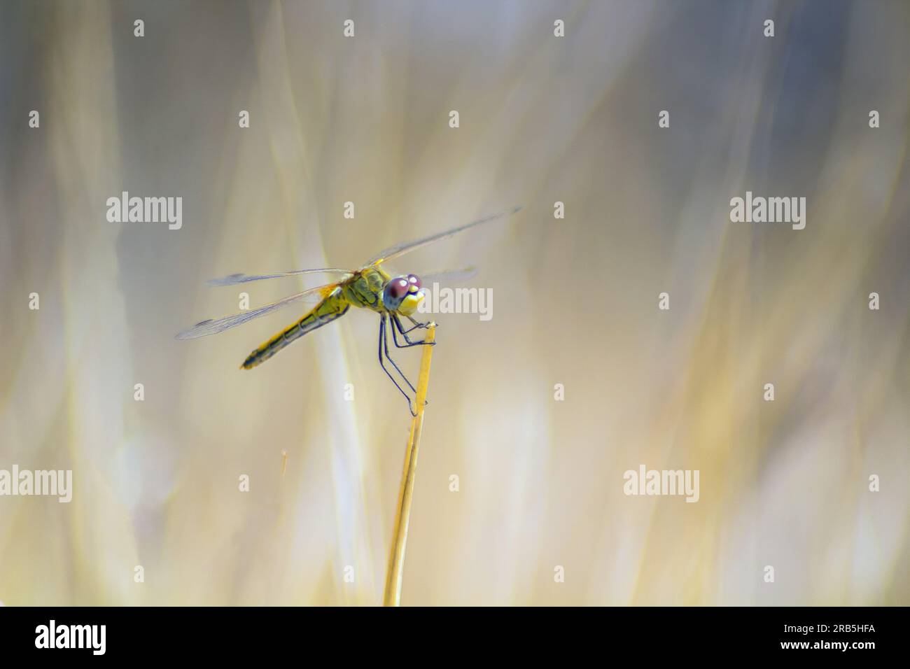 Diversity of insect morphology hi-res stock photography and images - Alamy