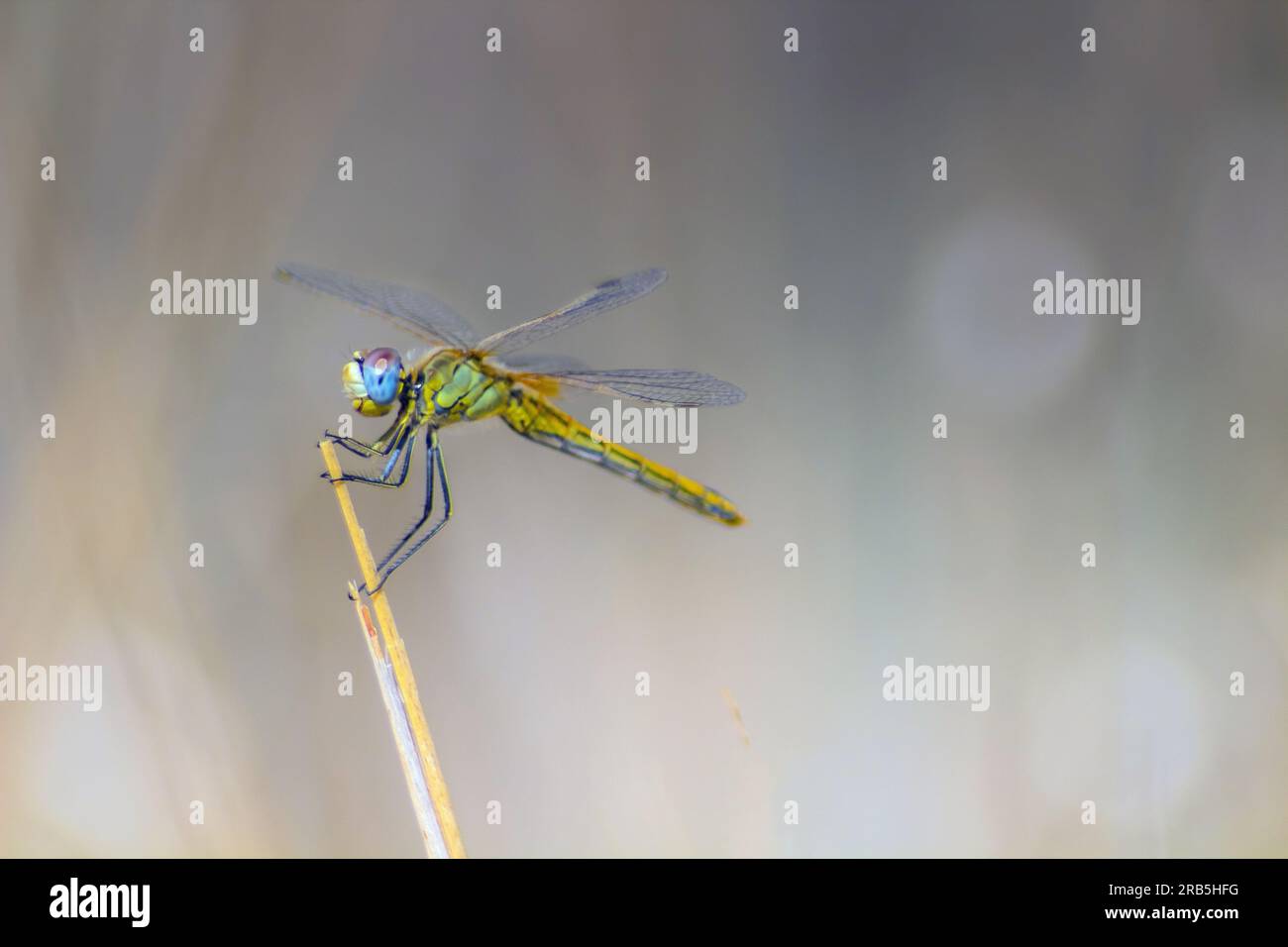 Insect characteristics hi-res stock photography and images - Alamy