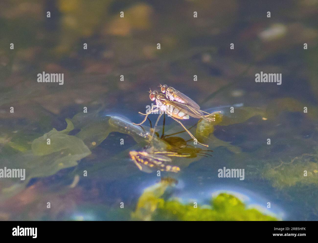 Intimate Encounter: Mating Behavior of Two Hydrophorus Insects Stock ...