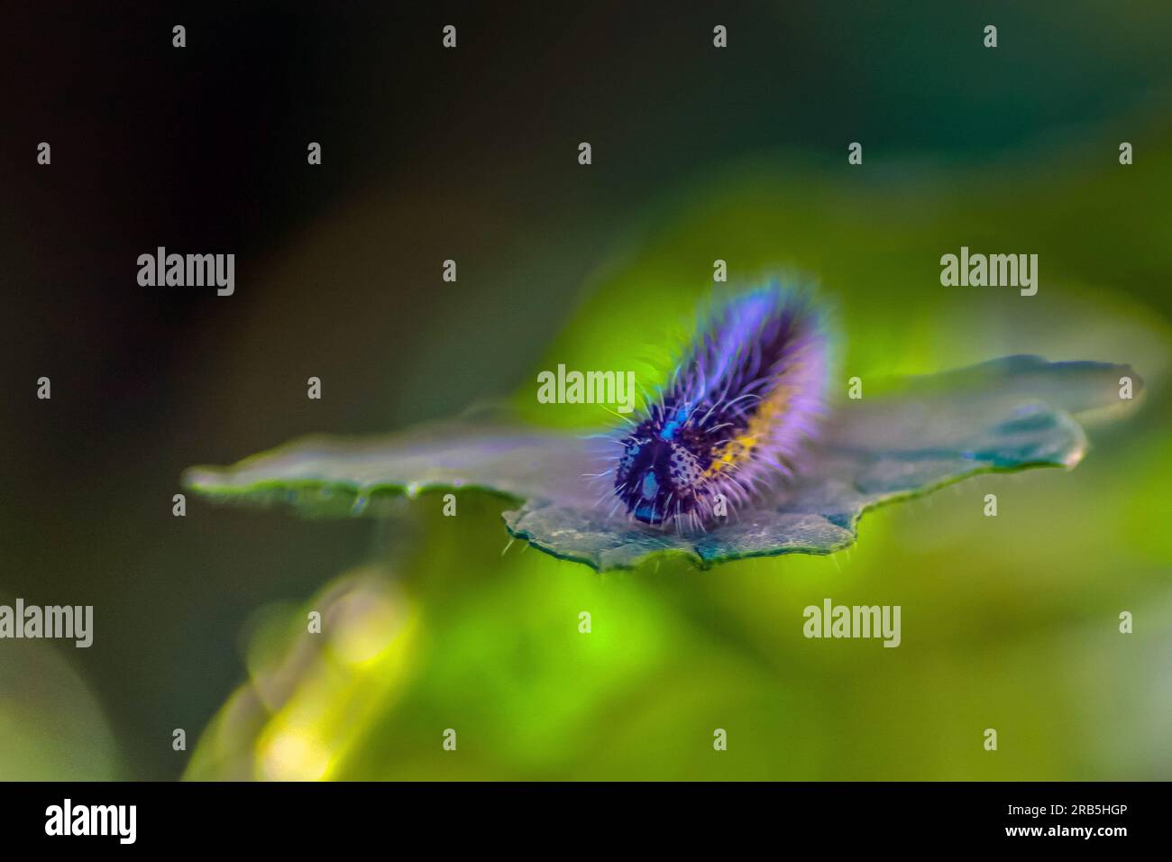 Macro Exploration: Caterpillars in Their Natural Habitat Stock Photo ...