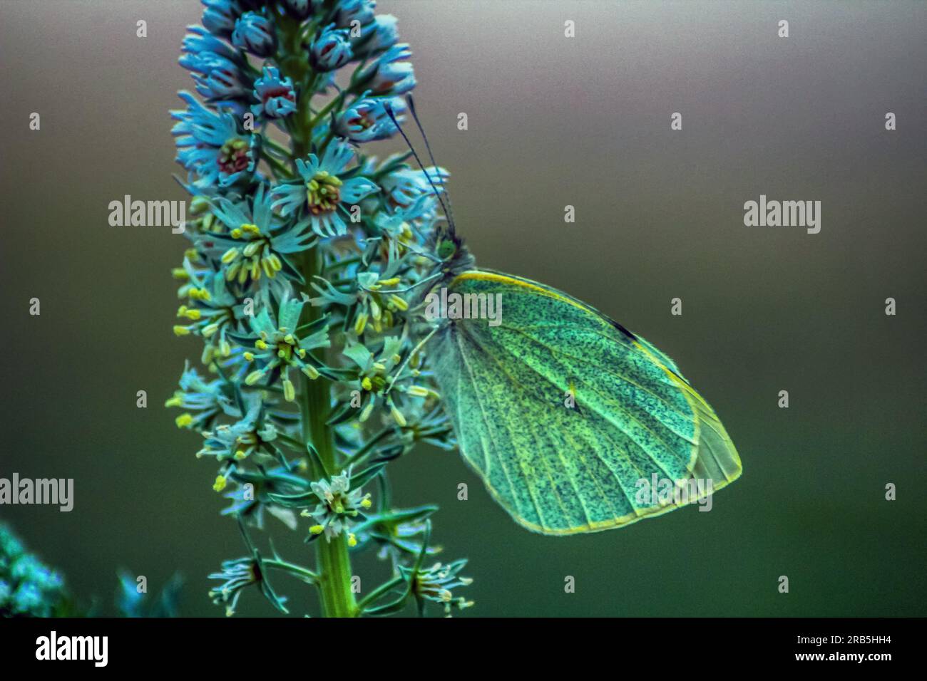 Magnifying Nature: Macro Photography of Large White Insects Stock Photo ...