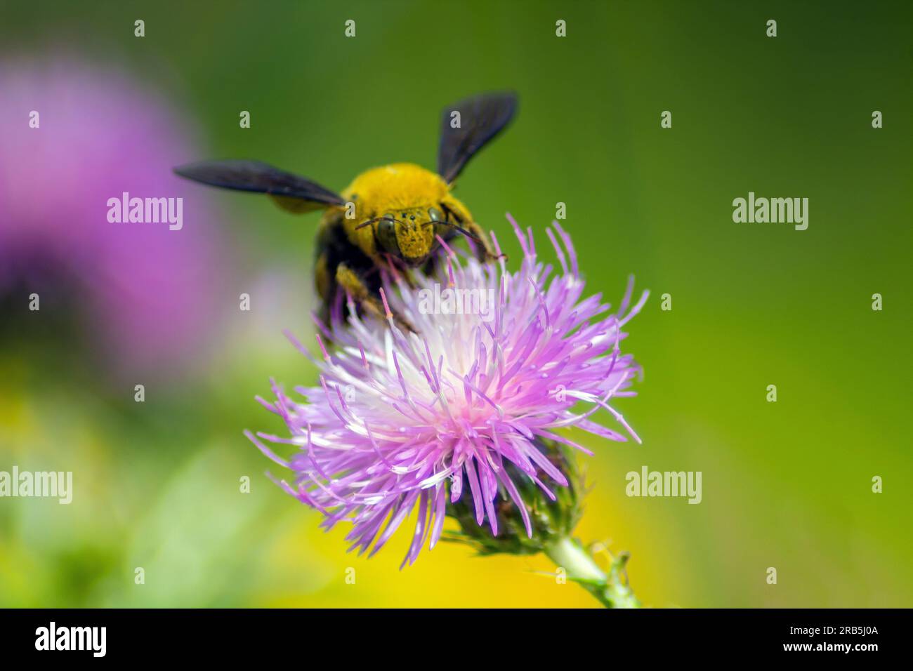 Bumblebee Buzz: Capturing Insects on Flowers through Macro Photography ...