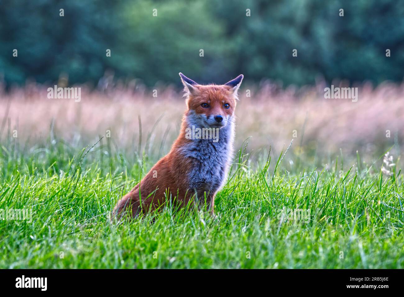 Detailed shots of red foxes hi-res stock photography and images - Alamy